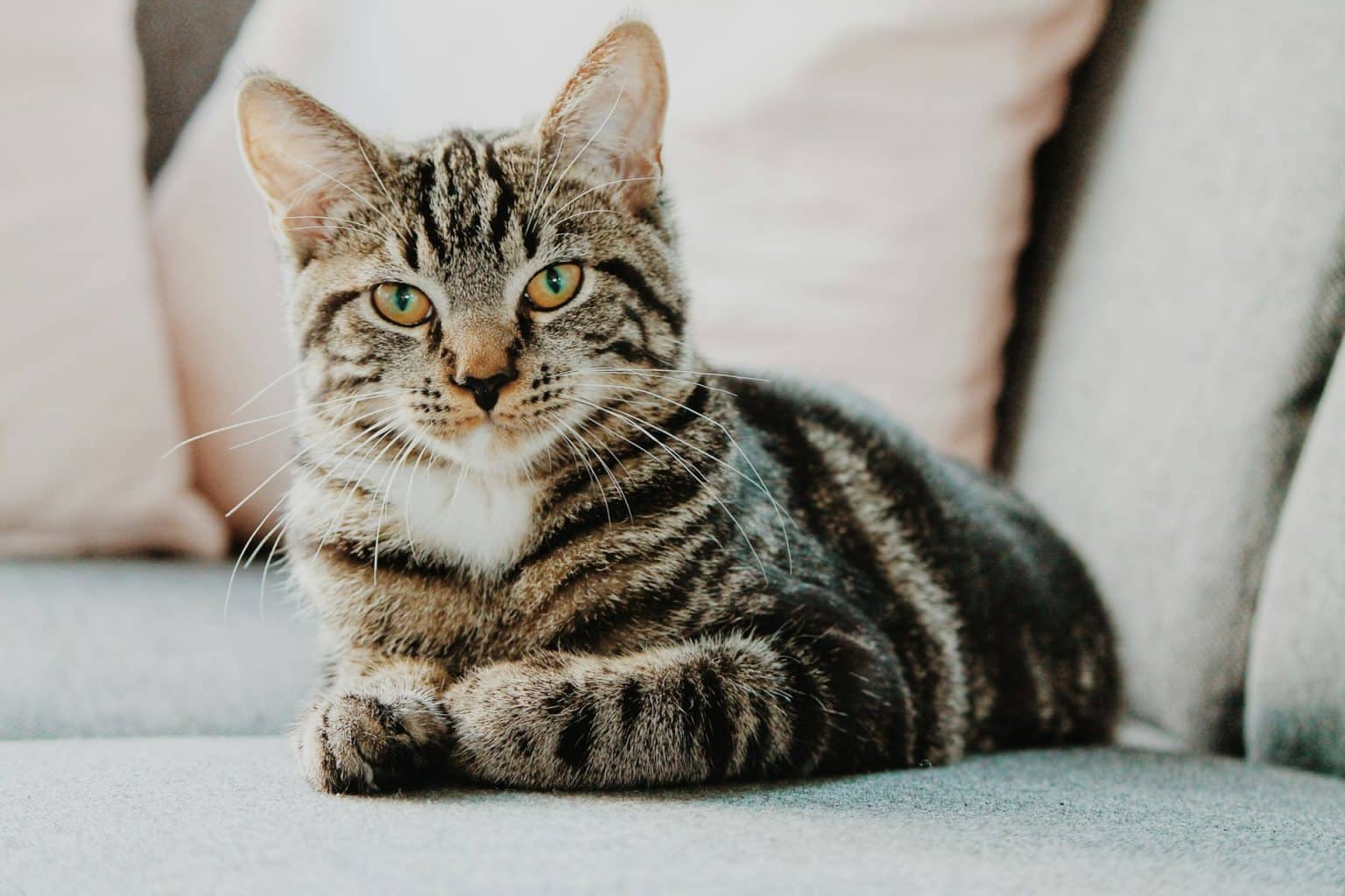 Can Cats Be Emotional Support Animals? - Obviousmag